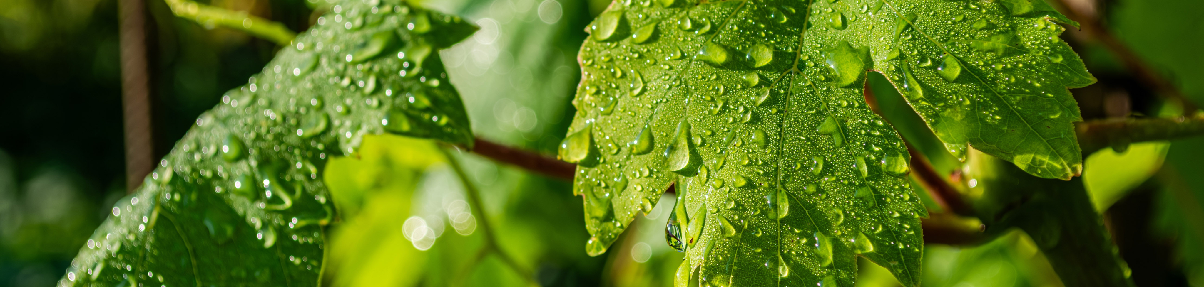 Definition of oenology, the science of good wine! - Wine-ingredients